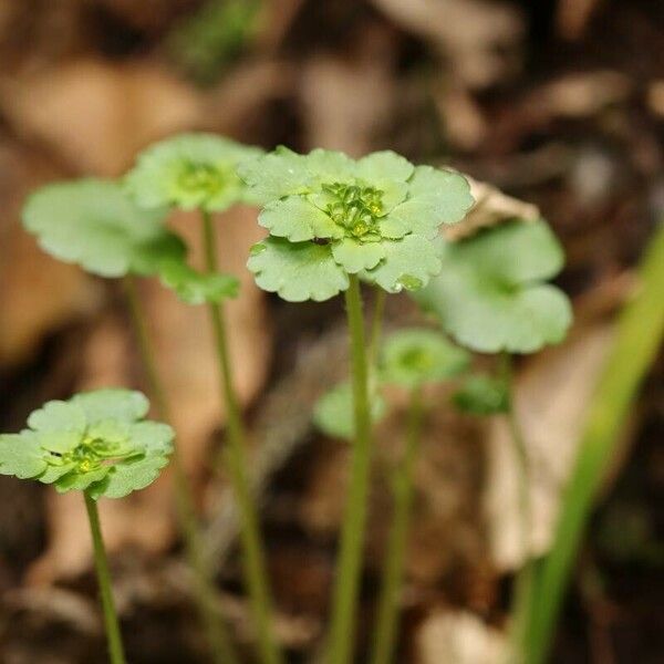Mountain Golden Saxifrage (Chrysosplenium Japonicum) Plant Care & How ...