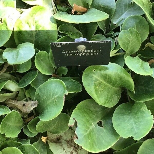 Chrysosplenium Macrophyllum Plant Care & How to Grow, Water