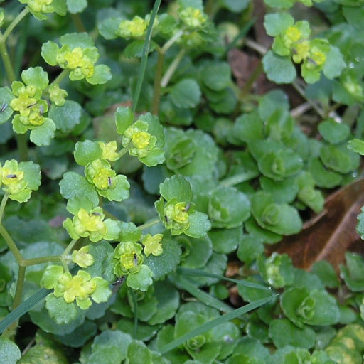 Opposite-leaved Golden Saxifrage (Chrysosplenium Oppositifolium) Plant ...
