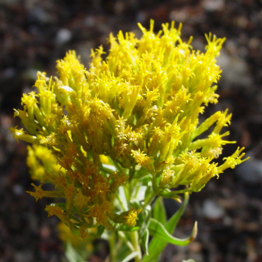 Green Rabbitbrush (Chrysothamnus Viscidiflorus) Plant Care & How to ...