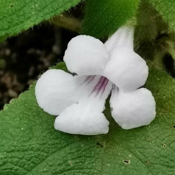 Chrysothemis Panamensis Care Guide: Water, Soil & Propagation - Plantiary