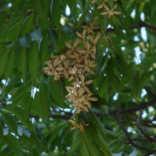 Burmese Almondwood (Chukrasia Tabularis) Plant Care & How to Grow, Water