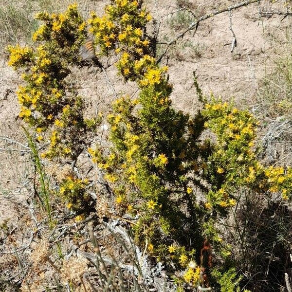 Chuquiraga Erinacea Care Guide: Water, Soil & Propagation - Plantiary