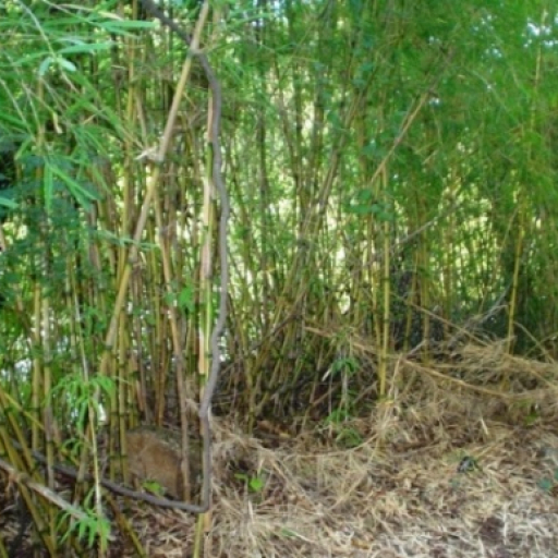 Colihue (Chusquea Culeou) Plant Care & How to Grow, Water