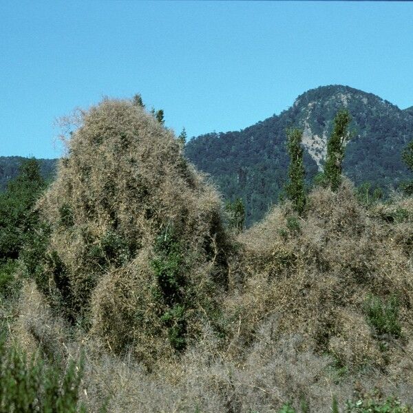 Chusquea Macrostachya Care Guide: Water, Soil & Propagation - Plantiary