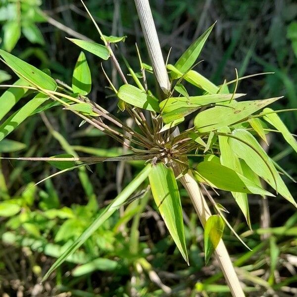 Chusquea Ramosissima Plant Care & How to Grow, Water