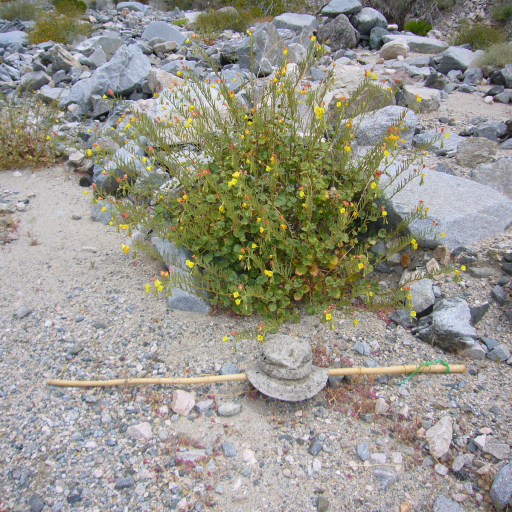 Heartleaf Suncup (Chylismia Cardiophylla) Plant Care & How to Grow, Water