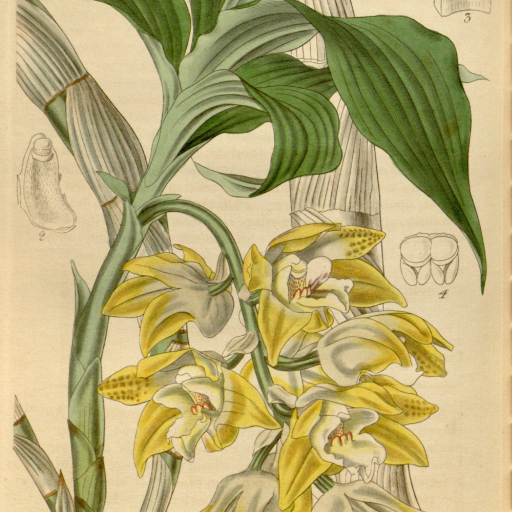 Chysis Aurea Plant Care & How to Grow, Water