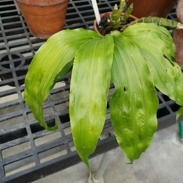 Chysis Limminghei Care Guide: Water, Soil & Propagation - Plantiary