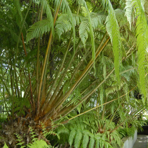 Mexican Tree Fern (Cibotium Schiedei) Care Guide: Water, Soil ...
