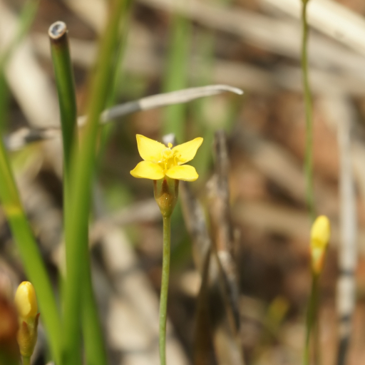 Yellow Centaury (Cicendia Filiformis) Plant Care & How to Grow, Water