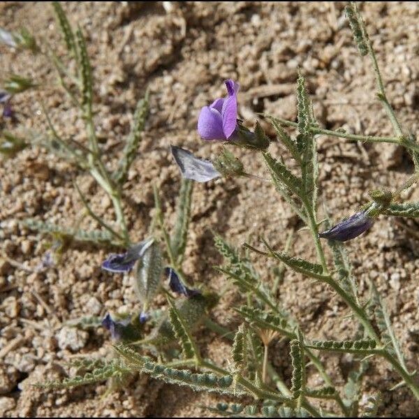 Spiny-Leafed Chickpea (Cicer Acanthophyllum) Plant Care & How to Grow ...