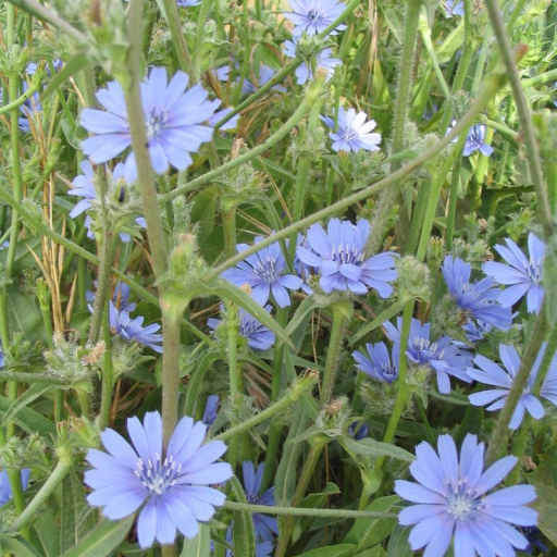 Wild Annual Endive (Cichorium Pumilum) Plant Care & How to Grow, Water
