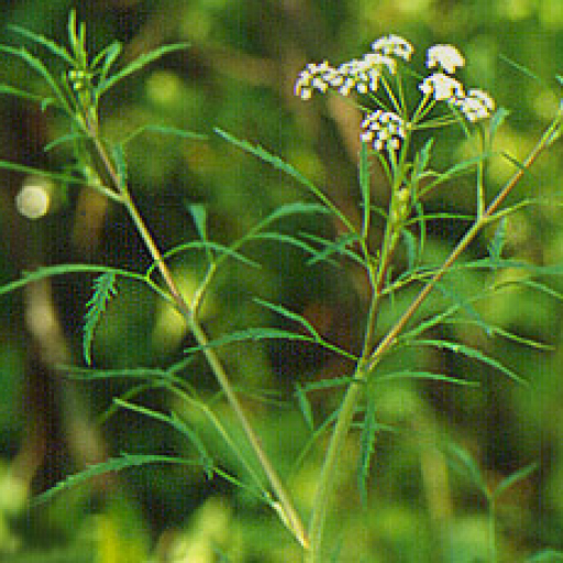 Bulblet-Bearing Water-Hemlock (Cicuta Bulbifera) Plant Care & How to ...