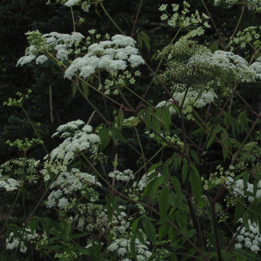 Spotted Water Hemlock (Cicuta Maculata) Plant Care & How to Grow, Water