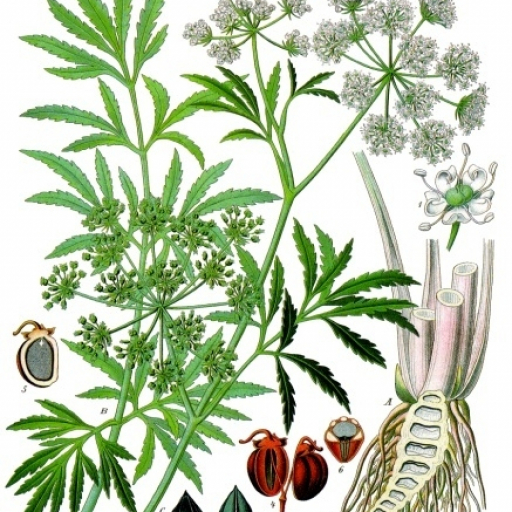 Cowbane (Cicuta Virosa) Plant Care & How to Grow, Water
