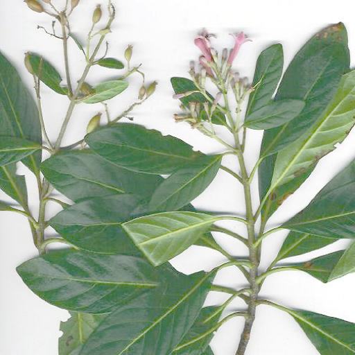 Quinine (Cinchona Calisaya) Plant Care & How to Grow, Water