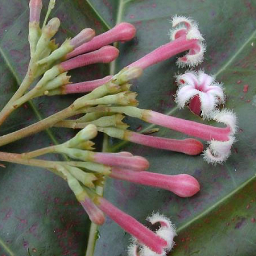 Quinine (Cinchona Pubescens) Plant Care & How to Grow, Water