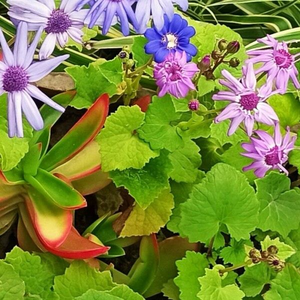 Cineraria Abyssinica Plant Care & How to Grow, Water
