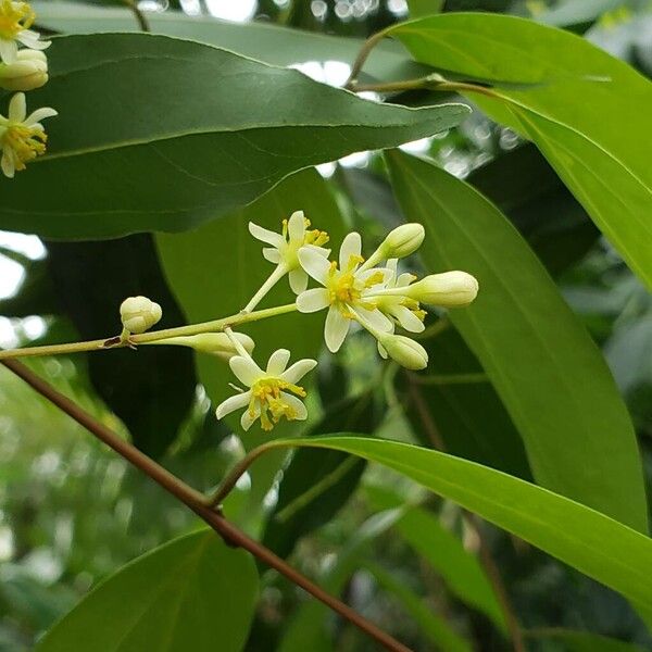 Chinese Cinnamon (Cinnamomum Aromaticum) Plant Care & How to Grow, Water