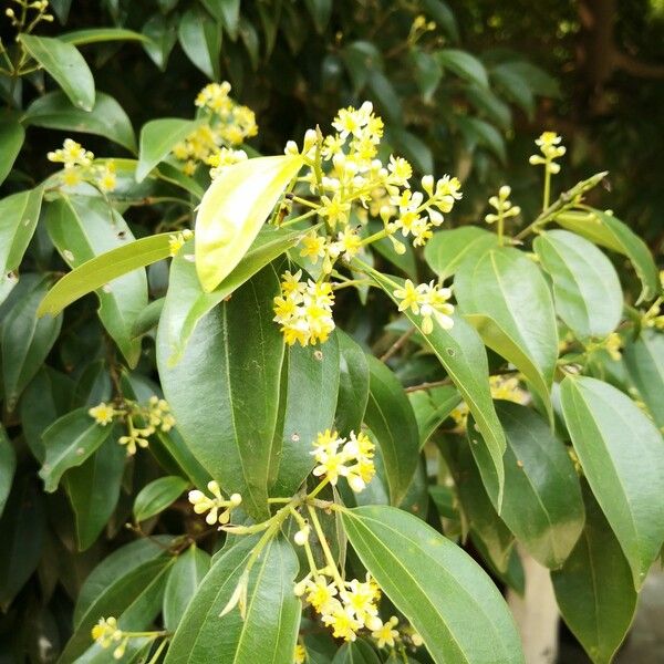Japanese Cinnamon (Cinnamomum Tenuifolium) Plant Care & How to Grow, Water