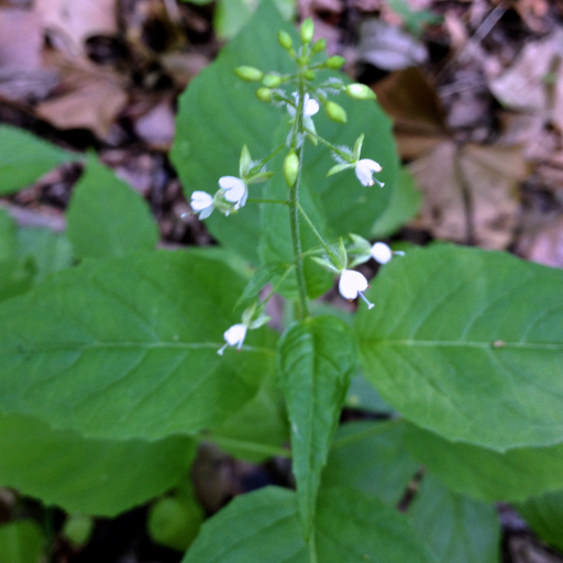 Broad-Leaf Enchanter's-Nightshade (Circaea Canadensis) Plant Care & How ...