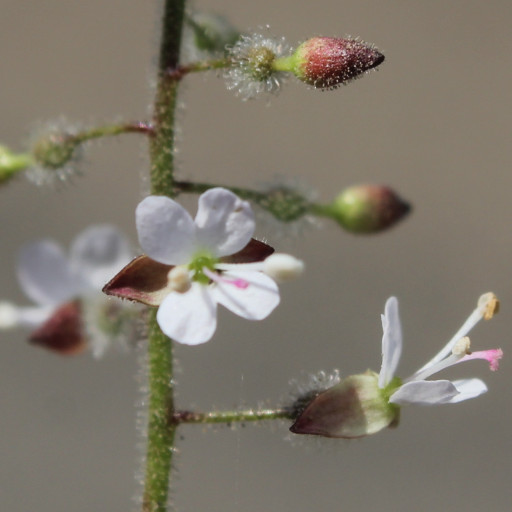 Broadleaf Enchanter's-Nightshade (Circaea Lutetiana) Plant Care & How ...