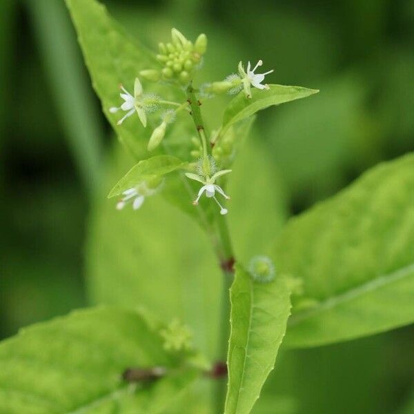 South Enchanter's Nightshade (Circaea Mollis) Plant Care & How to Grow ...