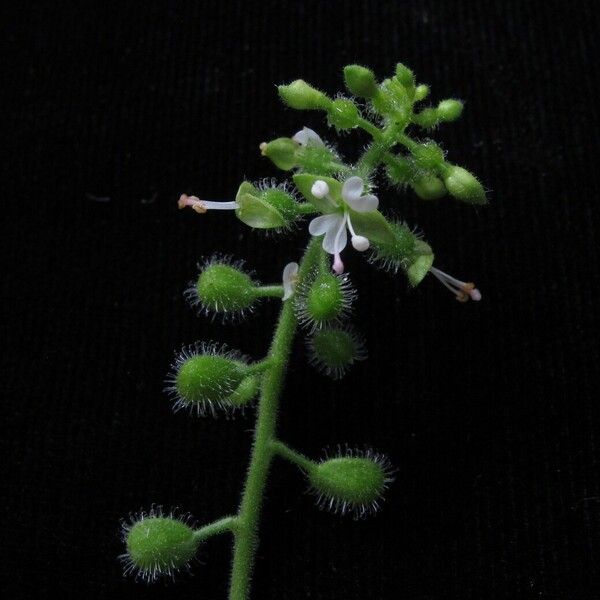 Circaea Repens Plant Care & How to Grow, Water