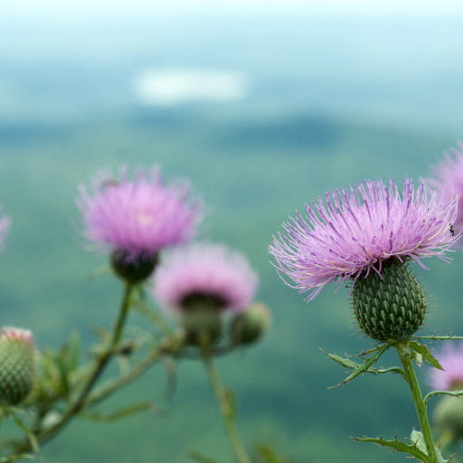 Roadside Thistle (Cirsium Altissimum) Plant Care & How to Grow, Water