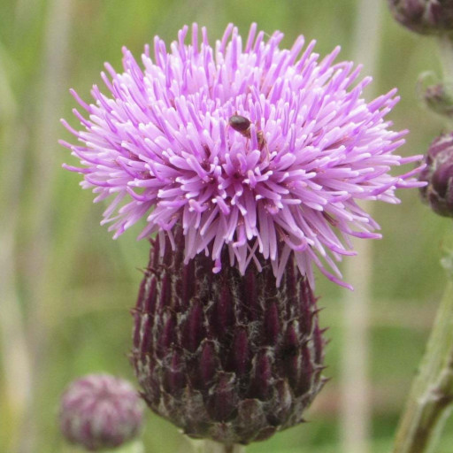 Creeping Thistle (Cirsium Arvense) Plant Care & How to Grow, Water