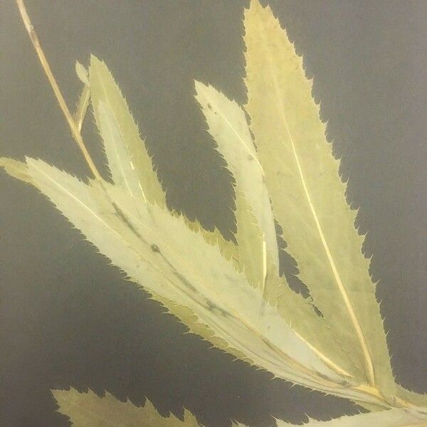 Queen Anne's Thistle (Cirsium Canum) Plant Care & How to Grow, Water