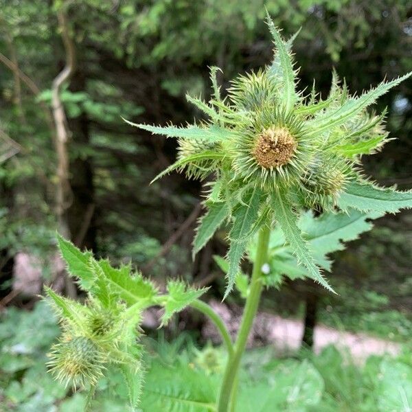 Carnic Thistle (Cirsium Carniolicum) Plant Care & How to Grow, Water