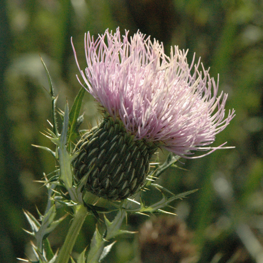 Field Thistle (Cirsium Discolor) Plant Care & How to Grow, Water