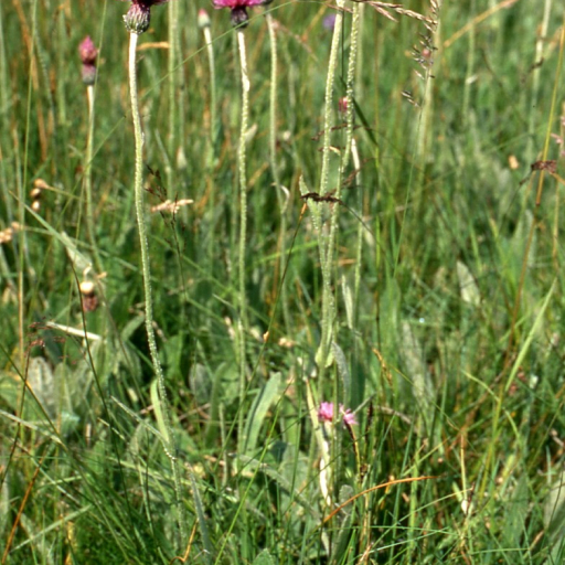 Meadow Thistle (Cirsium Dissectum) Plant Care & How to Grow, Water