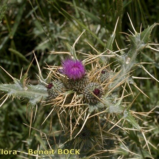 Cirsium Dyris Plant Care & How to Grow, Water