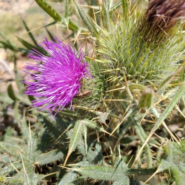 Cirsium Echinatum Care Guide: Water, Soil & Propagation - Plantiary