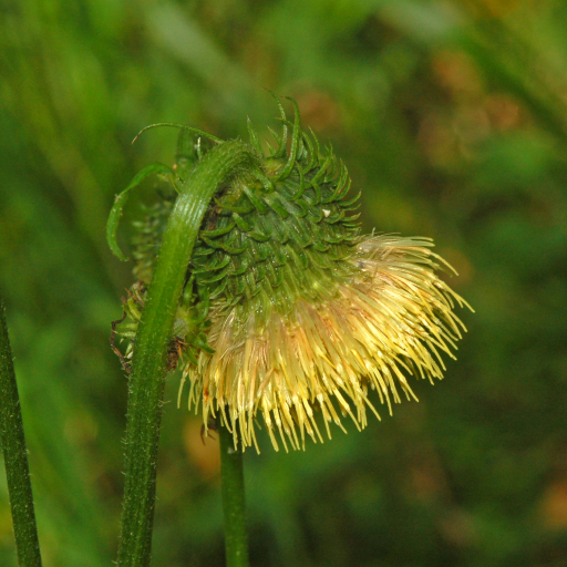 Yellow Thistle (Cirsium Erisithales) Care Guide: Water, Soil ...