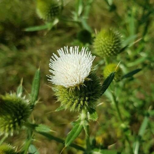 Cirsium Ferox Plant Care & How to Grow, Water