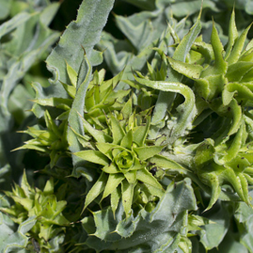 Fountain Thistle (Cirsium Fontinale) Plant Care & How to Grow, Water