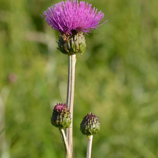Melancholy Thistle (Cirsium Heterophyllum) Plant Care & How to Grow, Water