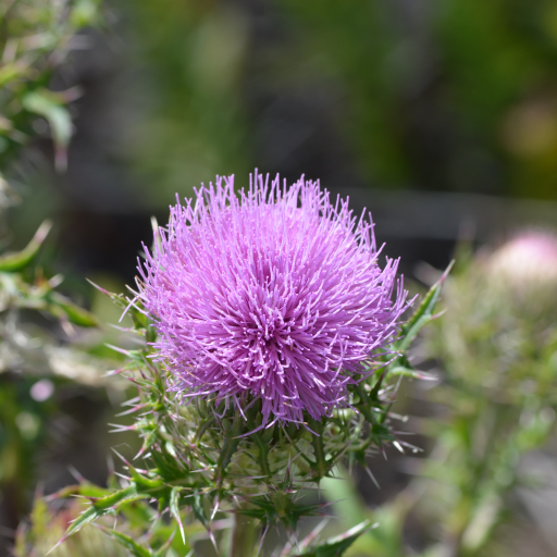 Yellow Thistle (Cirsium Horridulum) Care Guide: Water, Soil ...