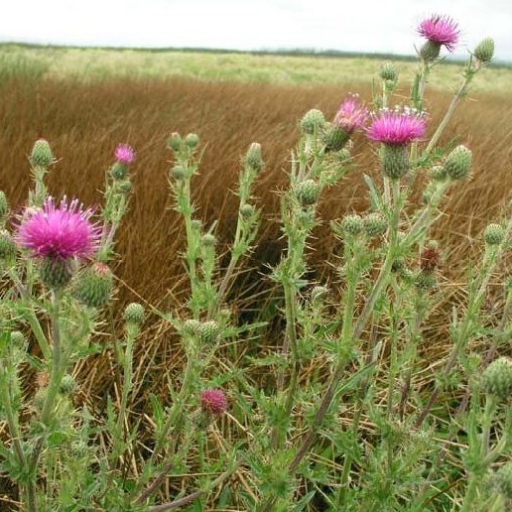 Suisun Thistle (Cirsium Hydrophilum) Plant Care & How to Grow, Water