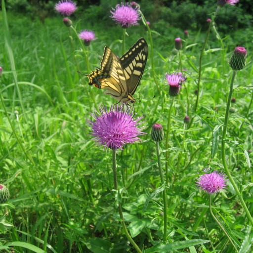 East Asian Thistle (Cirsium Japonicum) Plant Care & How to Grow, Water