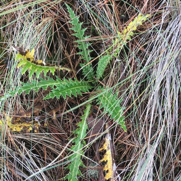 Cirsium Jorullense Care Guide: Water, Soil & Propagation - Plantiary