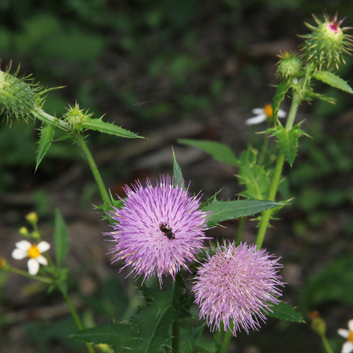 Mexican Thistle (Cirsium Mexicanum) Care Guide: Water, Soil ...