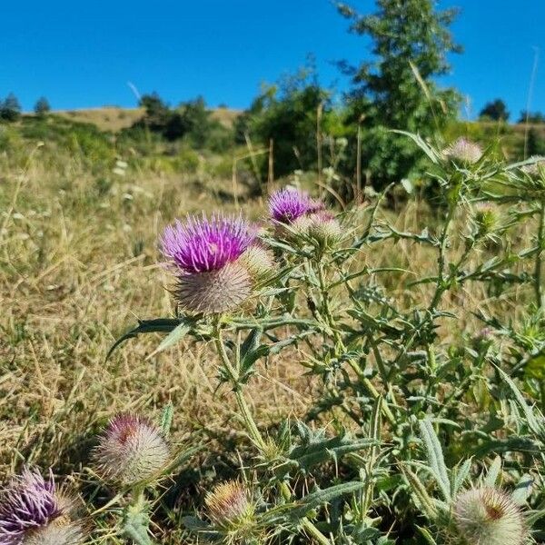 Cirsium Morisianum Care Guide: Water, Soil & Propagation - Plantiary