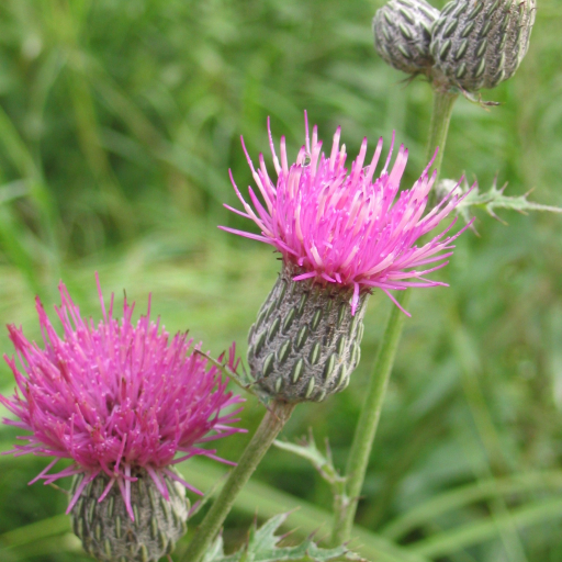 Swamp Thistle (Cirsium Muticum) Plant Care & How to Grow, Water