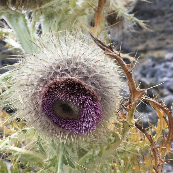 Cirsium Nivale Plant Care & How to Grow, Water