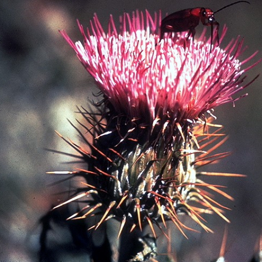 Yellow-Spine Thistle (Cirsium Ochrocentrum) Plant Care & How to Grow, Water
